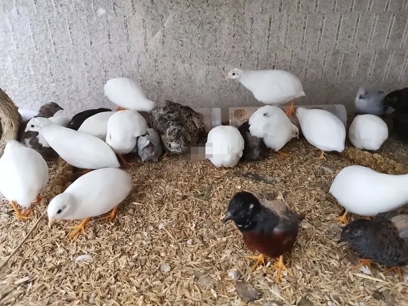 "The world's smallest chicken" became popular on the Internet, can it ...