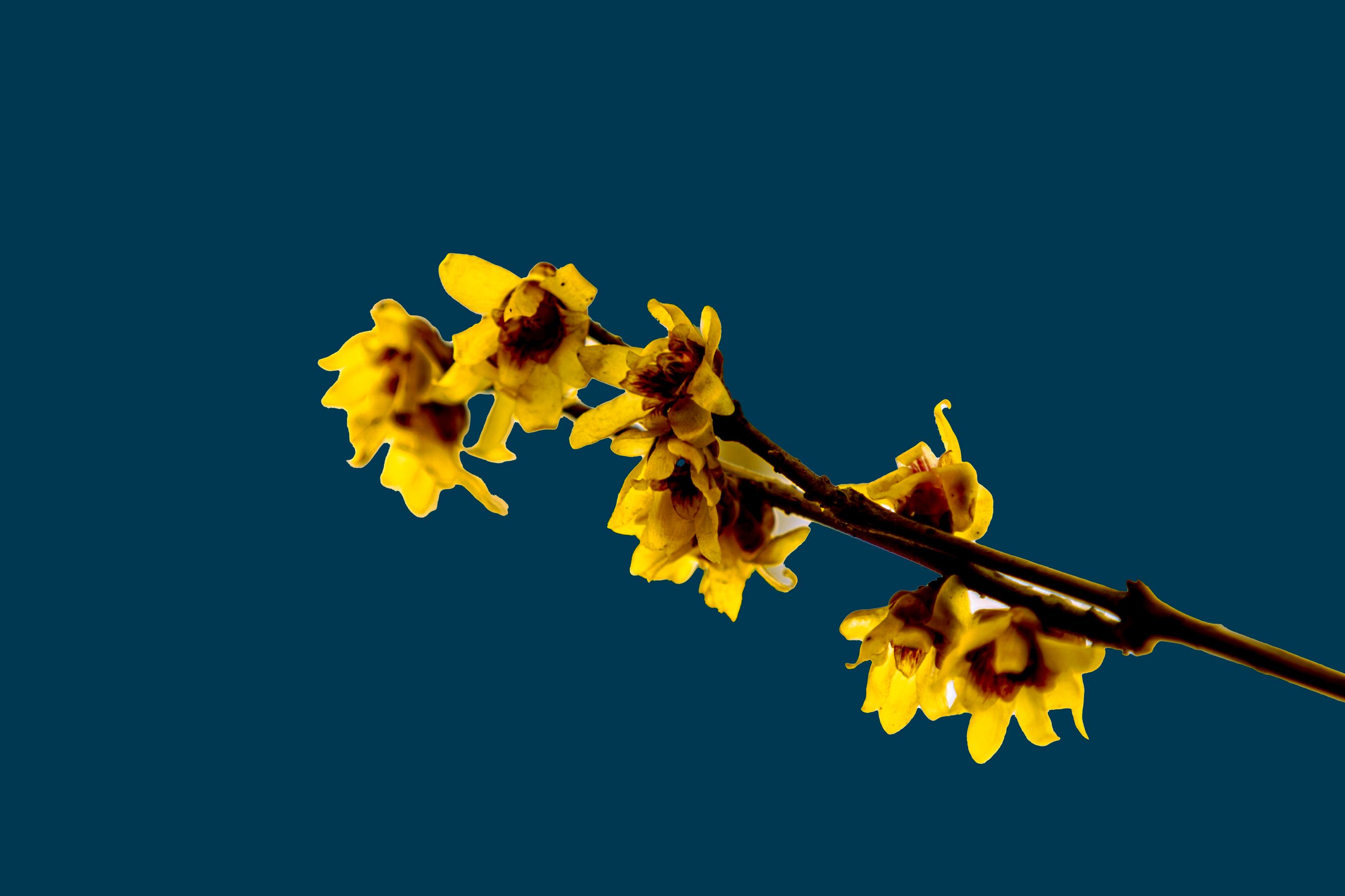 City Flowers of Sichuan Province - iNEWS