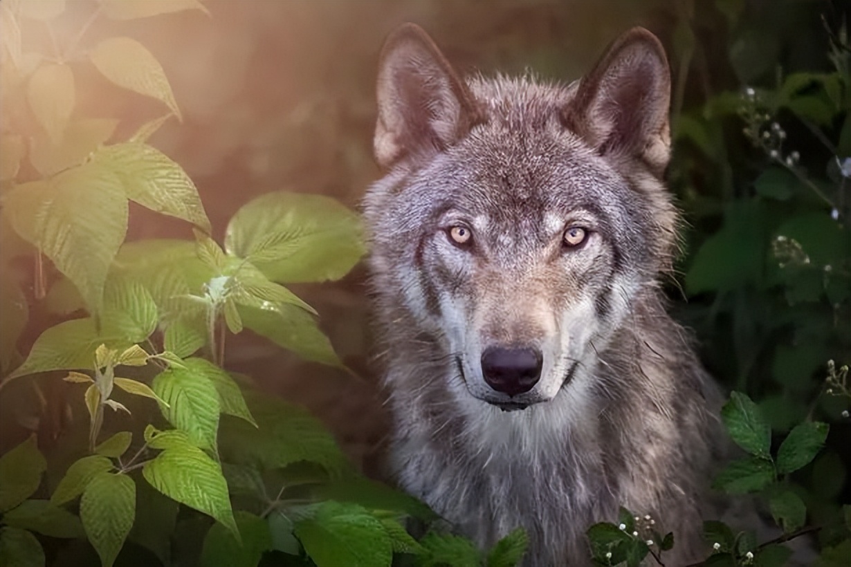 The 72-year-old man revealed that he was raised by wolves, spent 53 ...