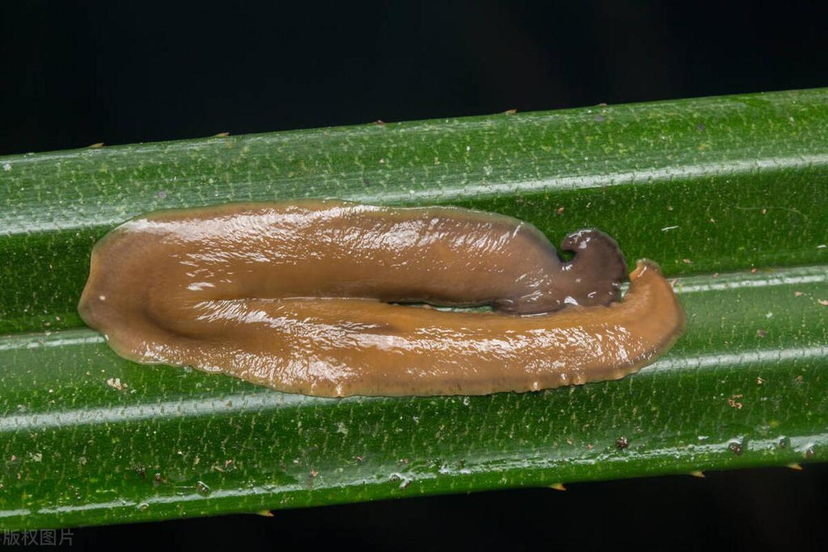 Why do you suddenly have slugs in your house? Why are there slugs ...