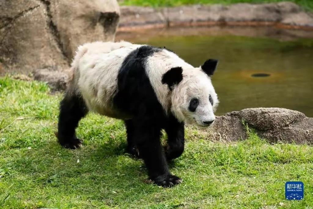 The giant panda "Yaya" who lived in the United States for 20 years ...