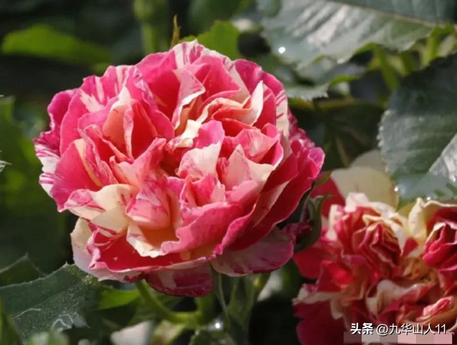 List of Common Sirius Rose Varieties (2) - iNEWS