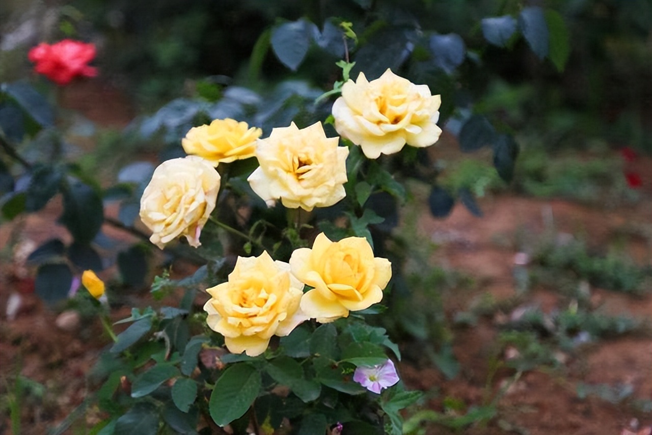 It's time to eliminate the "bare rods" of Chinese roses, use the right ...