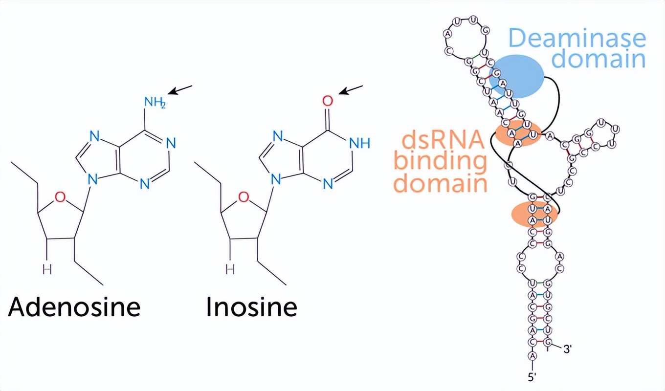 Octopuses and squid are masters at editing RNA while leaving DNA intact ...