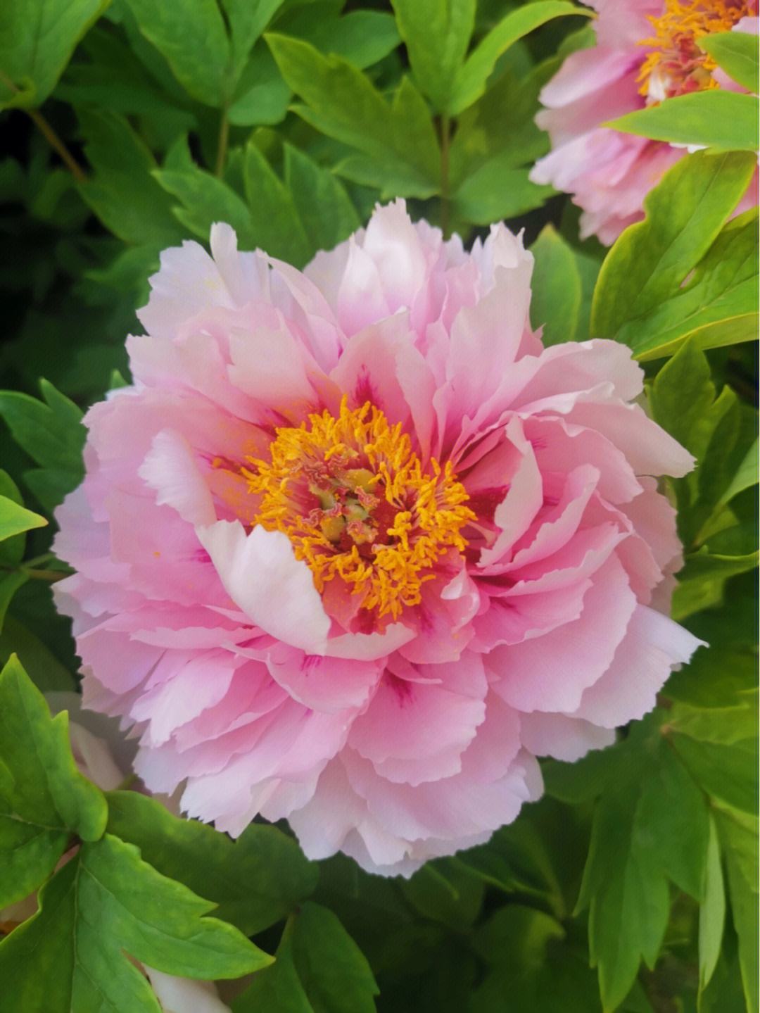 When the flowers bloom, the capital moves——Flowers in the Tang Dynasty ...