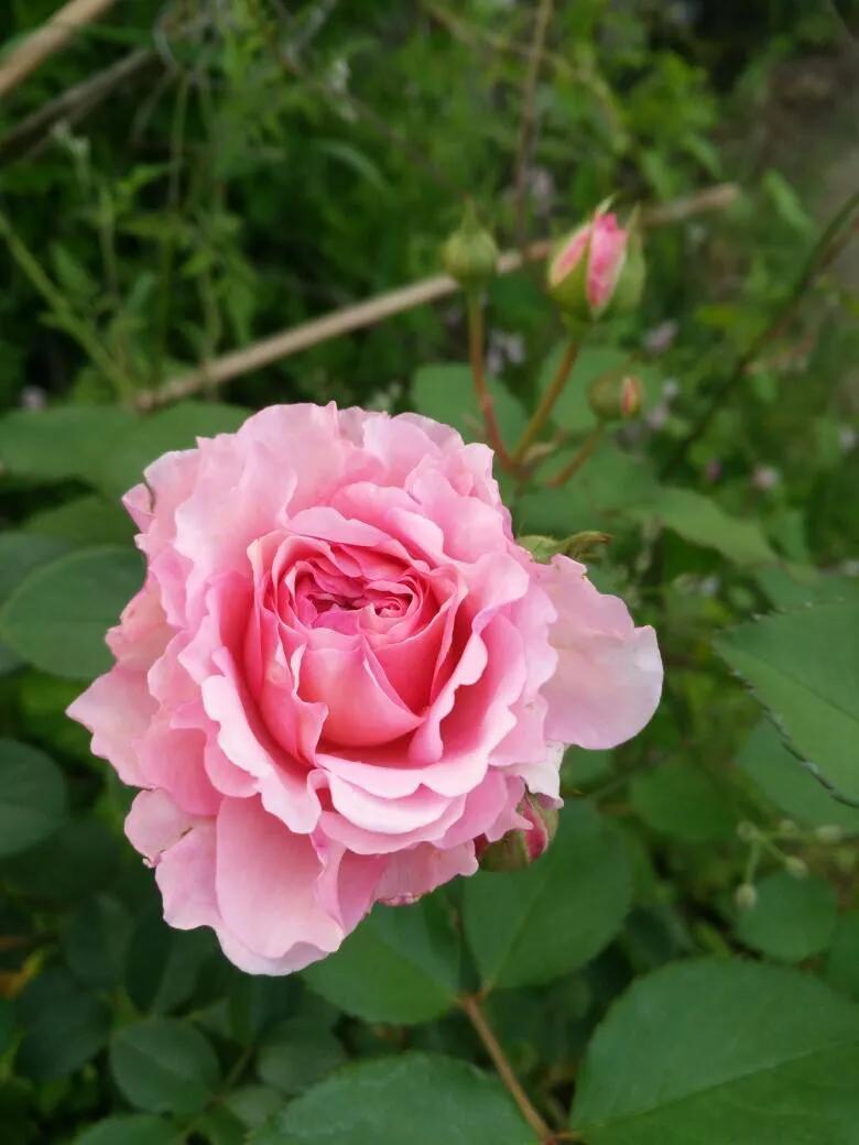 Heartwarming James Galway Rose - iNEWS