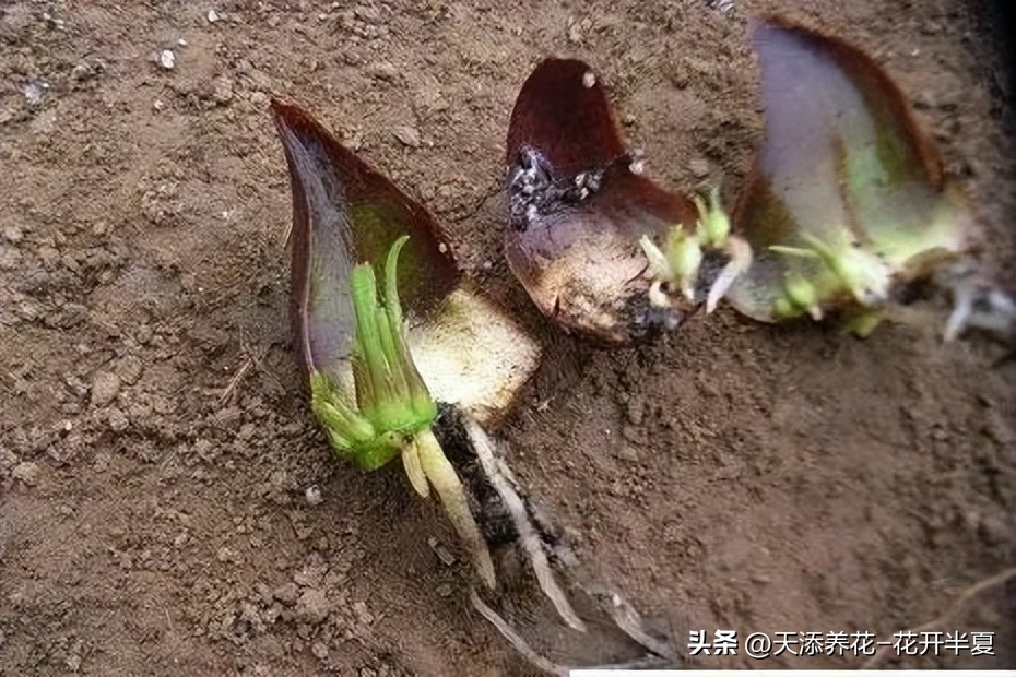 Divided into small bulbs and scale cuttings, the two most common ...