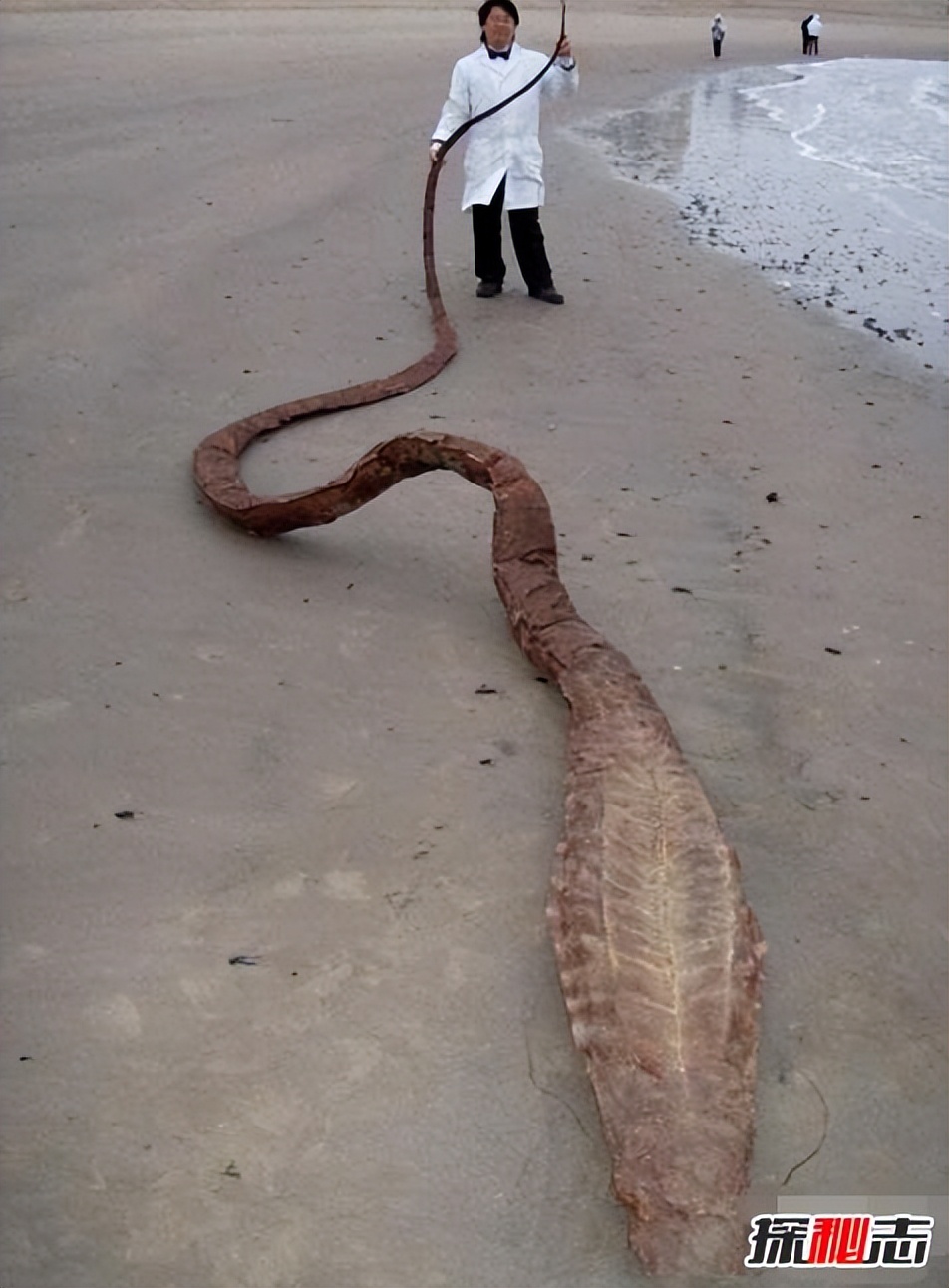 Prehistoric giant ancient cup snake, a giant sea snake with a body ...
