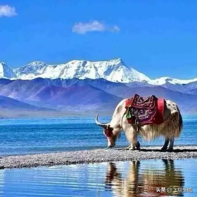 Northern Tibet is the smelting field of our human spirit of love and ...