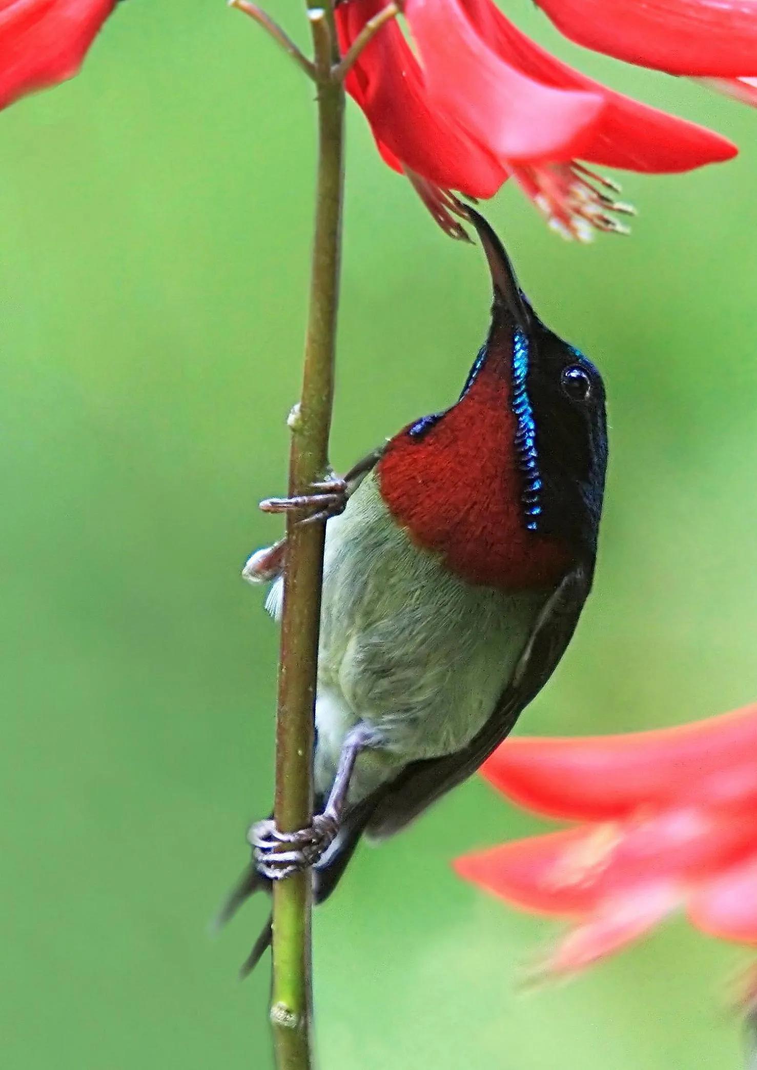 Natural Beauty: Fork-tailed Sunbird - iNEWS