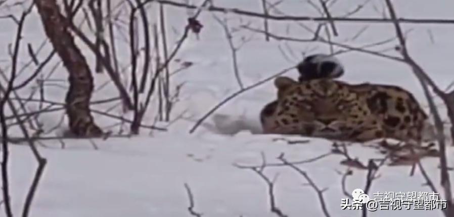 Two men met the Northeast Leopard by chance and took a photo of the ...