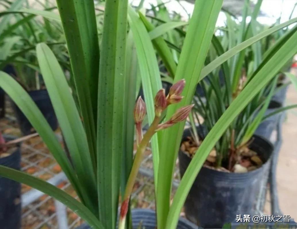 What "insect-proof" work should be done for orchids in spring?Which ...