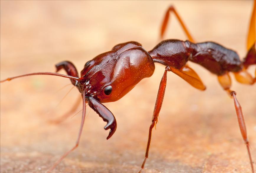 How can the big tooth ant reach a bite of 320 km/h in 0.000015 seconds ...