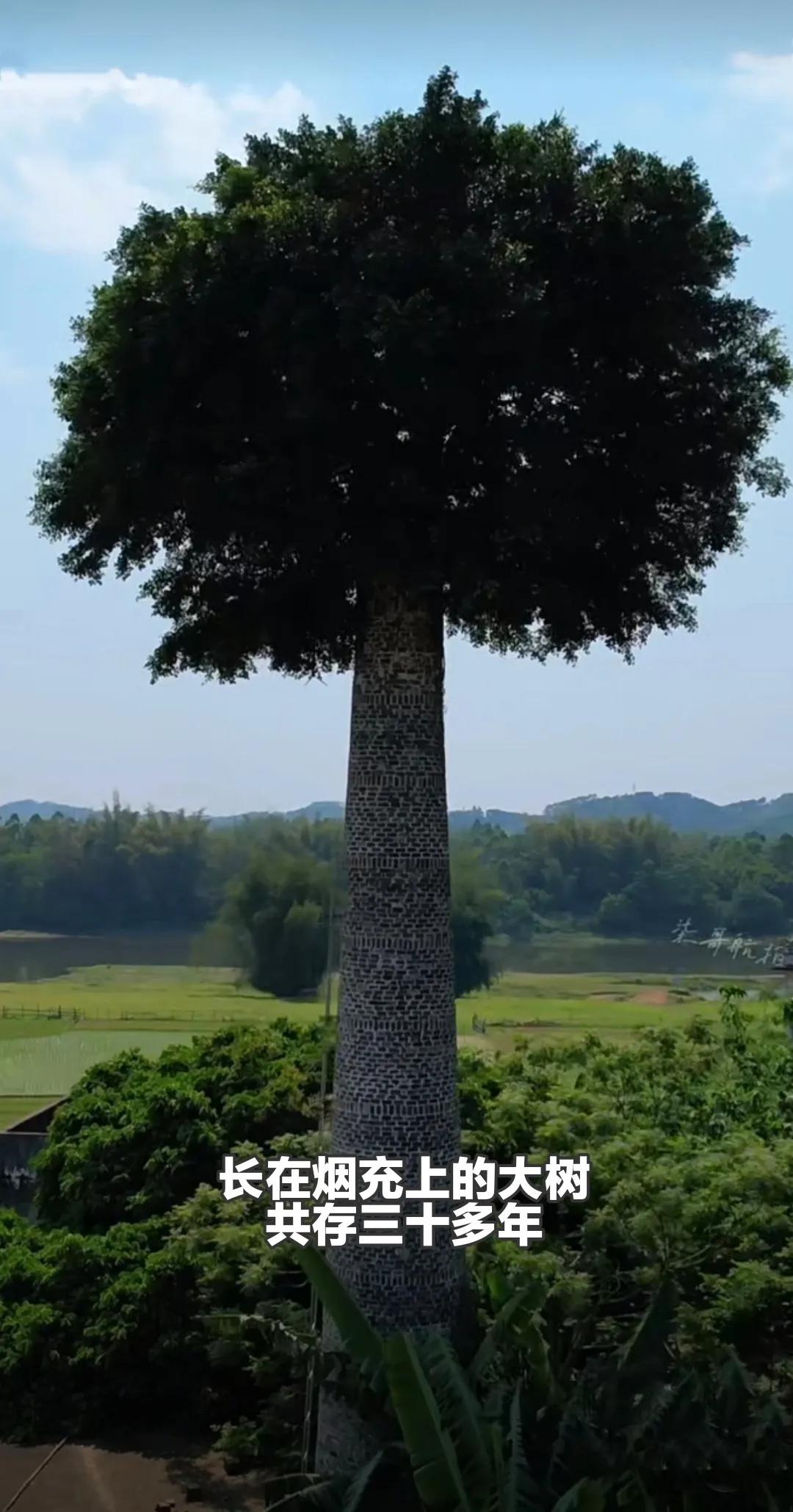 One tree, one beauty - iNEWS