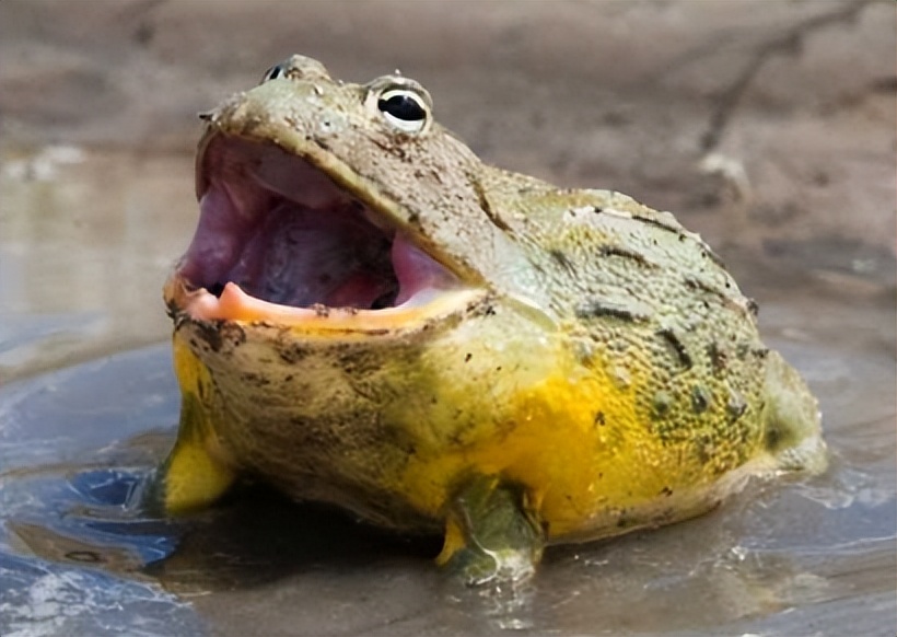 African Bullfrogs: Amphibious Giants of the Continent - iNEWS