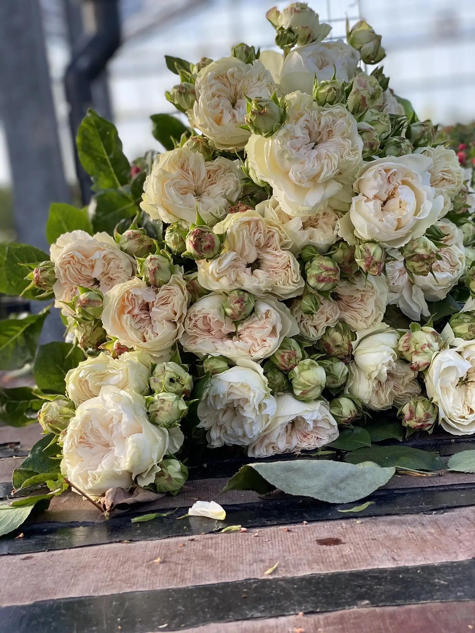 Victorian Summer - iNEWS