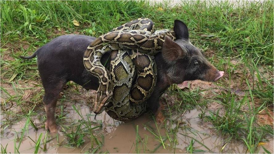 Why is there nothing wrong with pigs eating snake venom? It is said ...