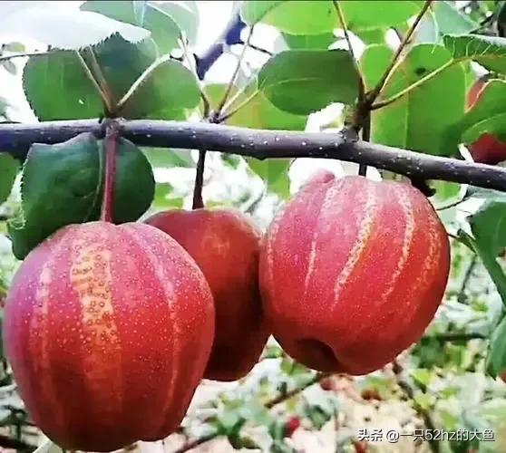 The ten most popular pears in China, crisp and juicy, sweet and sour ...