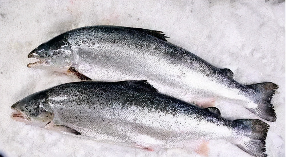 Top 10 Most Expensive Seafood in the World - iNEWS