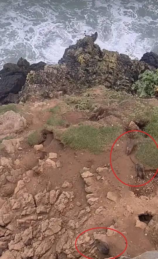 Giant rats invade the UK: half a meter long and the UK can't do ...