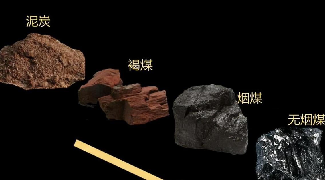 Coal was transformed from trees. Is there any evidence to prove it? How ...