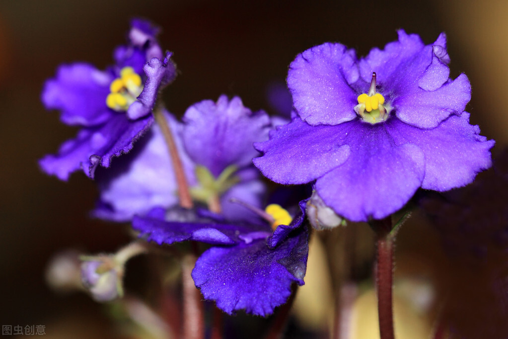 African Viola has a long flowering period, regardless of the season, it ...