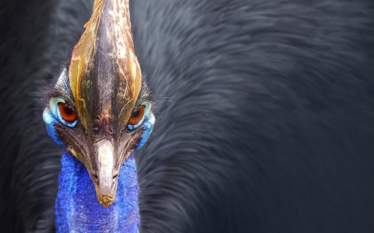 The most ferocious bird in the world record, can kick through the steel ...