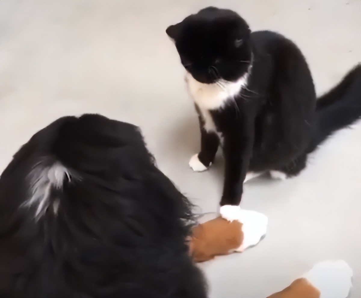 This pair is simply the best combination!Cute and domineering dog - iMedia