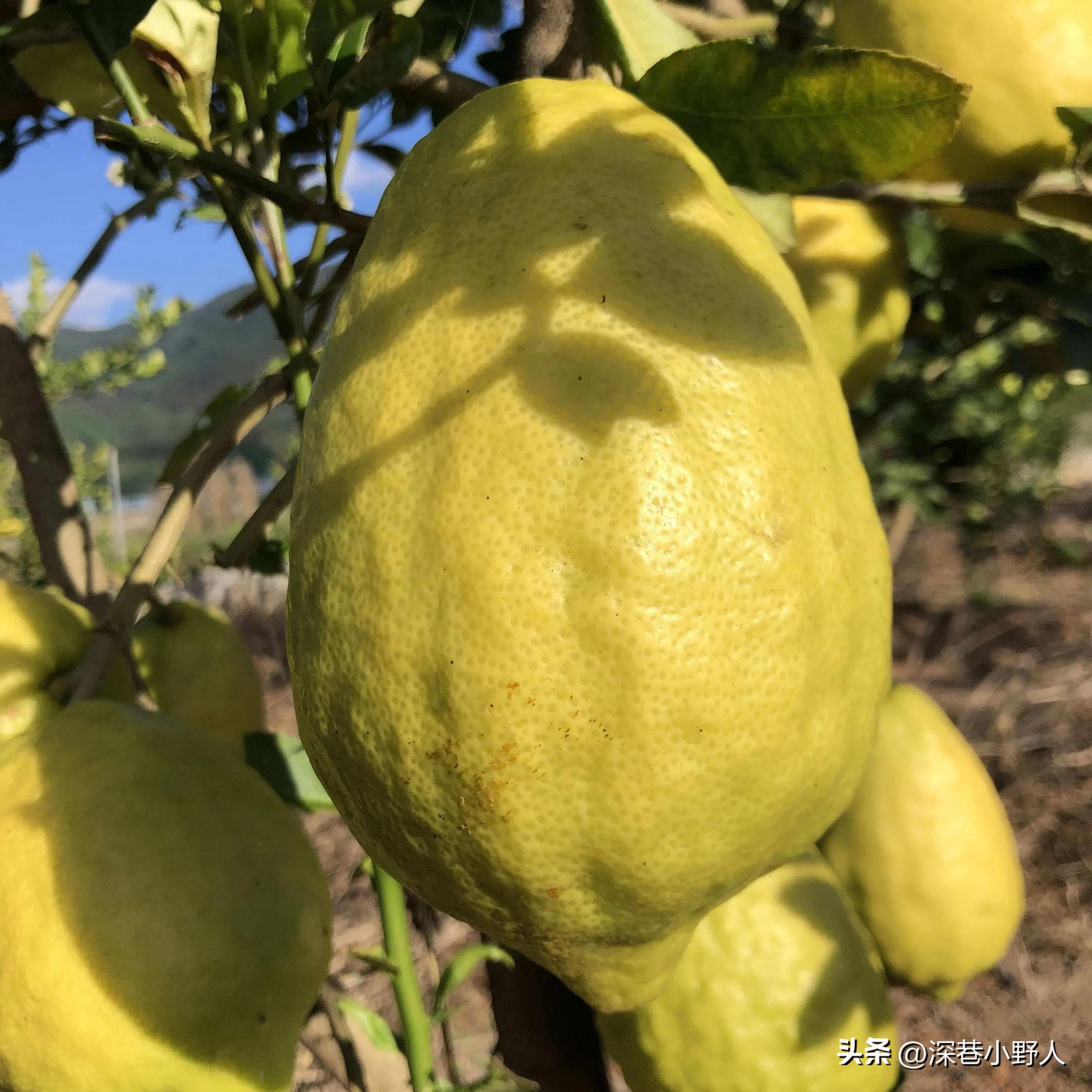 Yunnan citron fruit, now is the season to eat citron, share how to eat ...