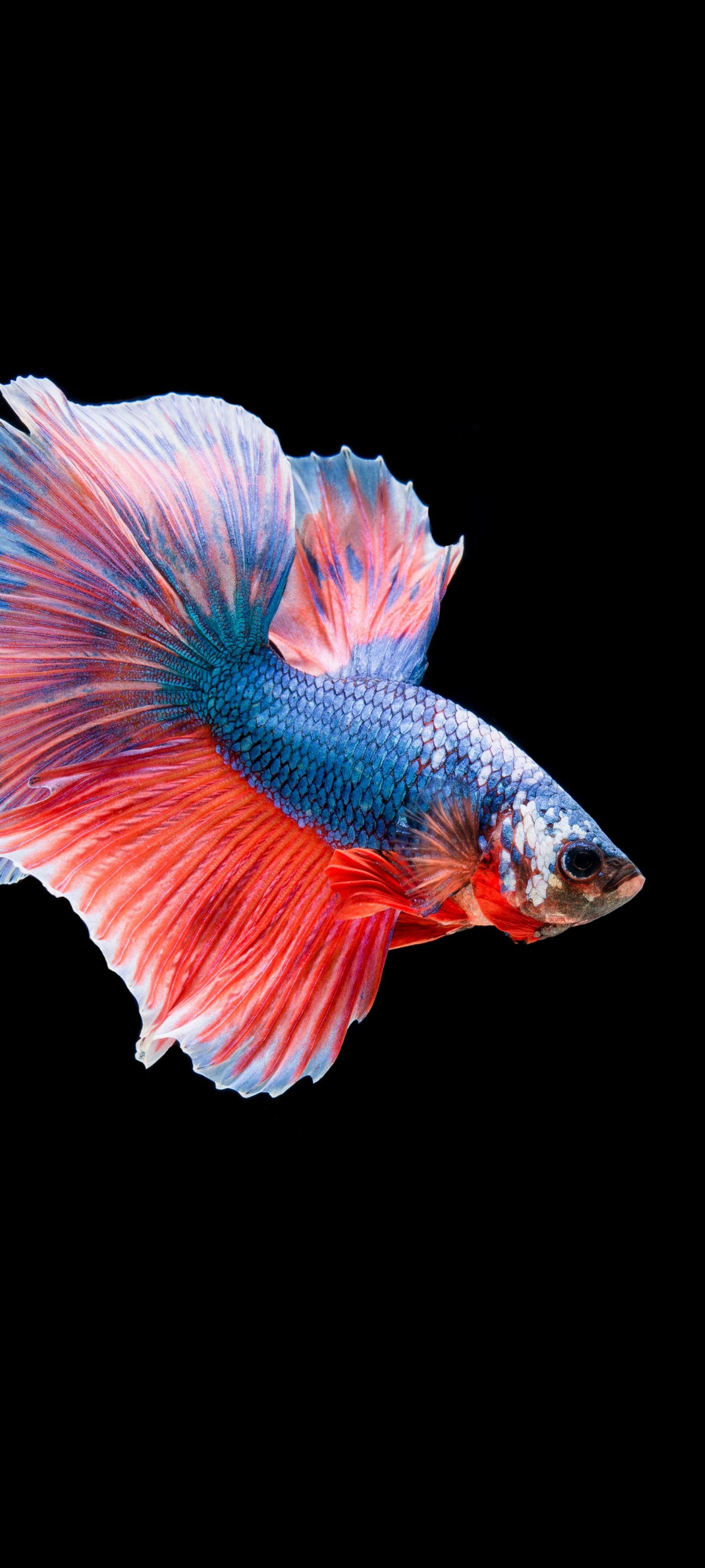 Classic Wallpaper: Thai Betta Classic Series Wallpaper - iNEWS