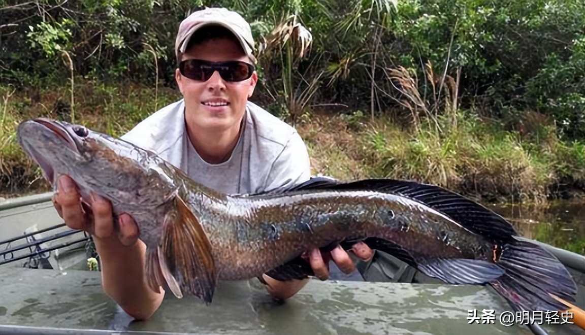 "Snakehead fish" invaded the United States for 30 years, causing ...