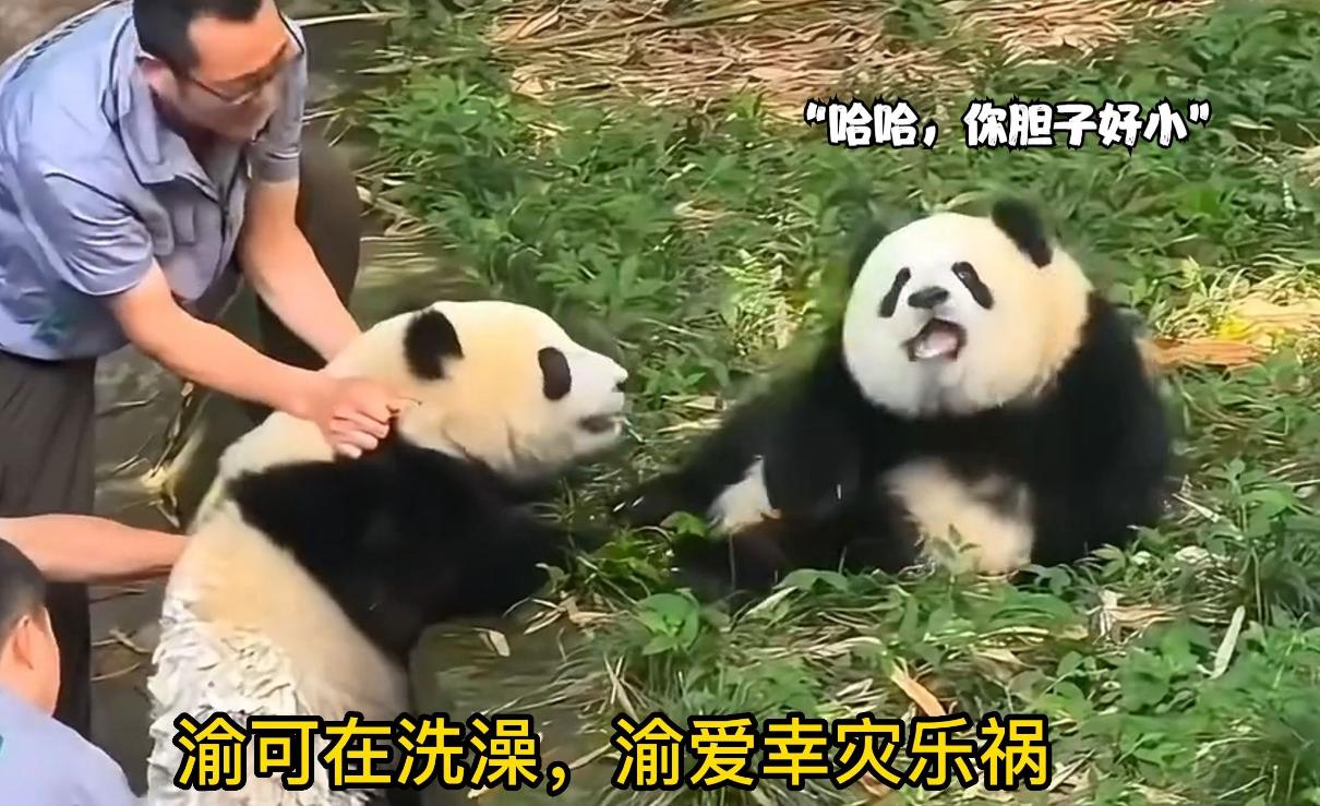 Midea officially announced the adoption of the giant panda Yu Ke Yu Ai ...