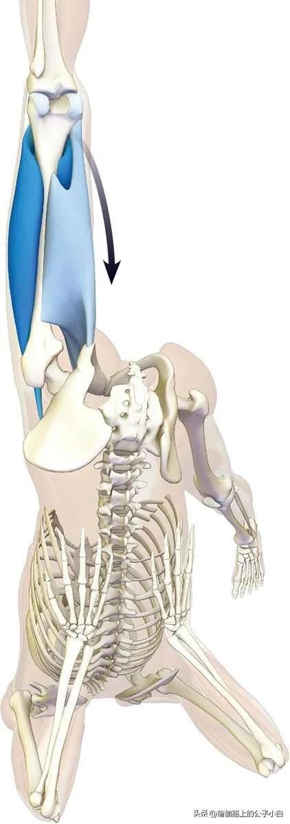 Yoga anatomy pose - one leg shoulder stand - iNEWS