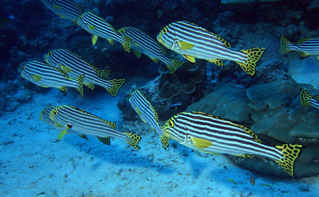 How do deep-sea creatures thrive in darkness, high pressure, and low ...