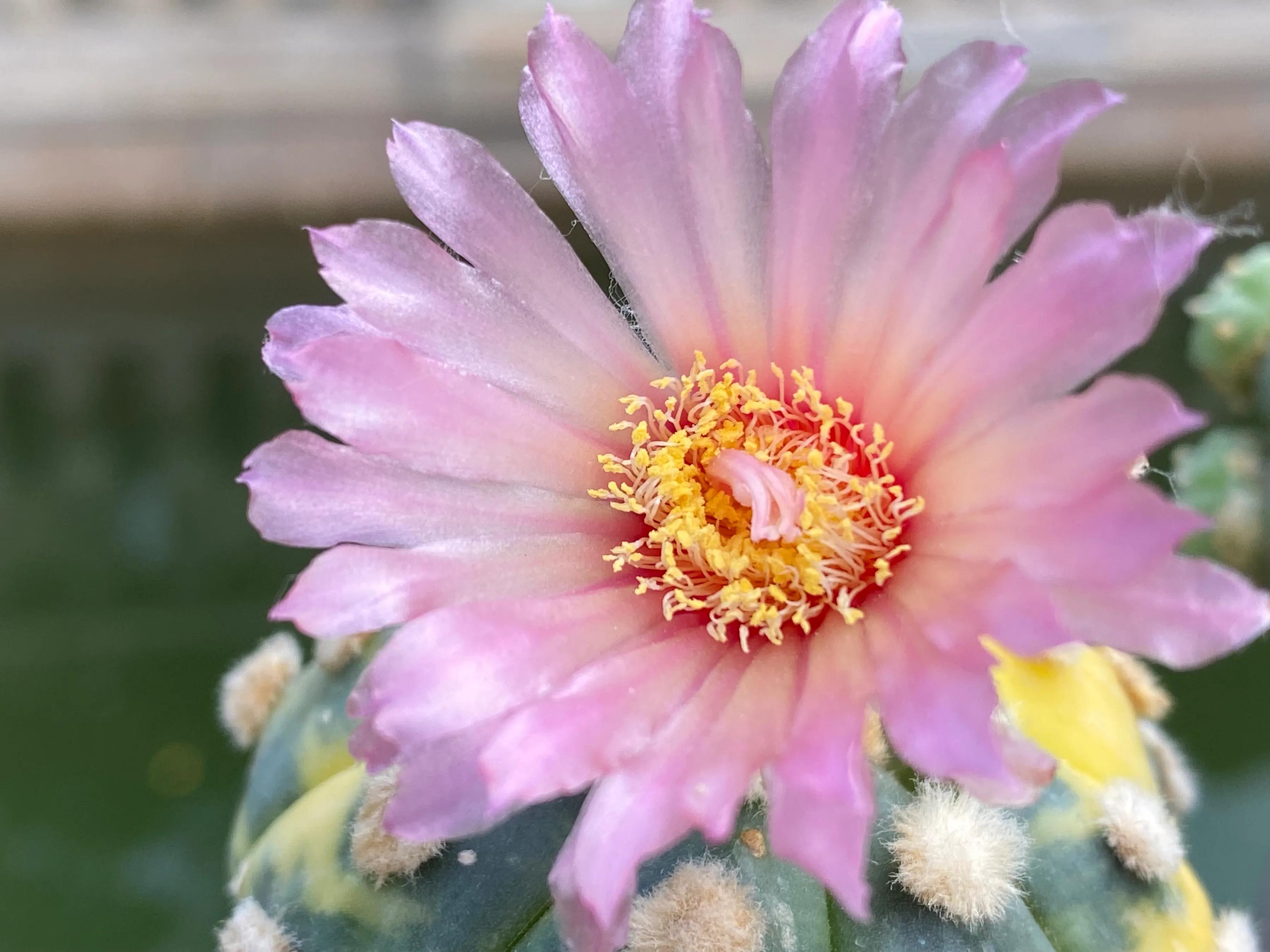 Amazing cactus blooming - iMedia