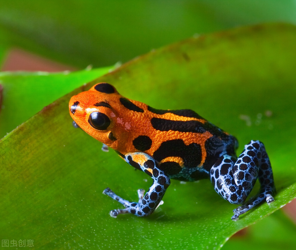 The 5 most poisonous creatures in the world, it feels unbearable to be ...
