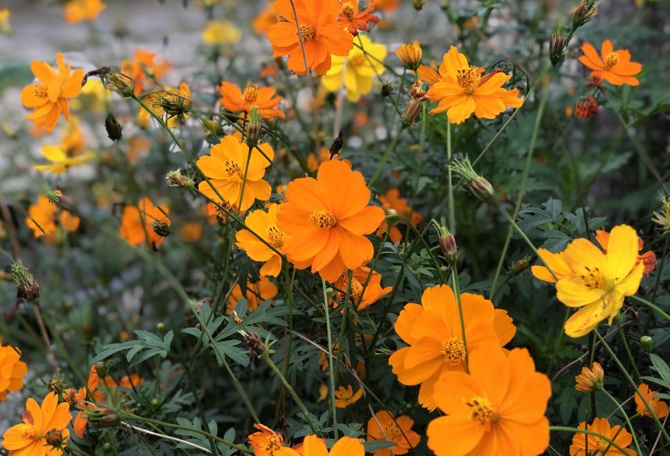 8 good poems by 8 non-famous poets, you will definitely like these ...