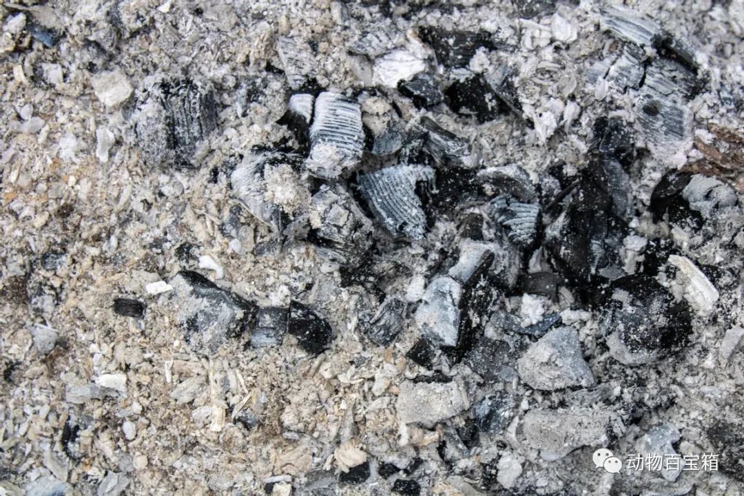 What exactly are human ashes? What will the ashes become after many ...