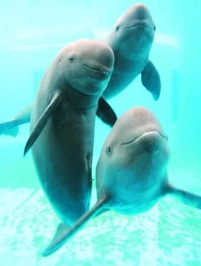 Functionally Extinct Aquatic Animal - "Baiji Dolphin" Stamp (2) - iNEWS