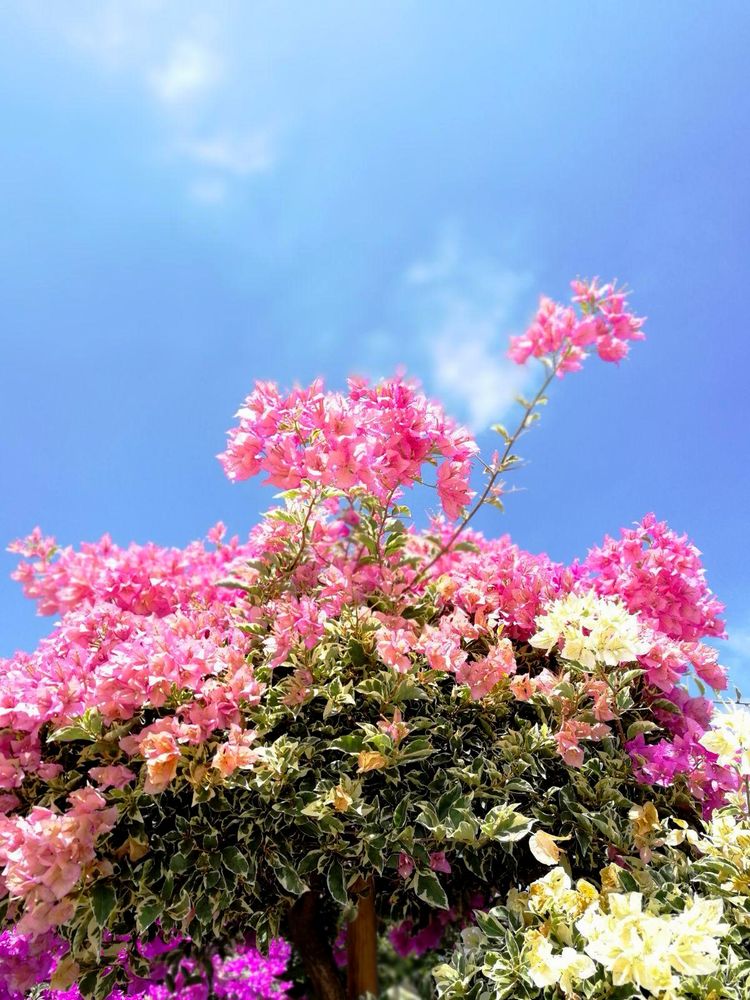 Beihai Sanji: Flowers (Part 1) - iNEWS
