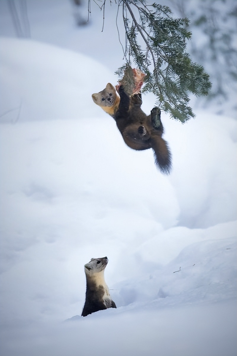 Sable, cute elf, treasure of Xinjiang! - iNEWS
