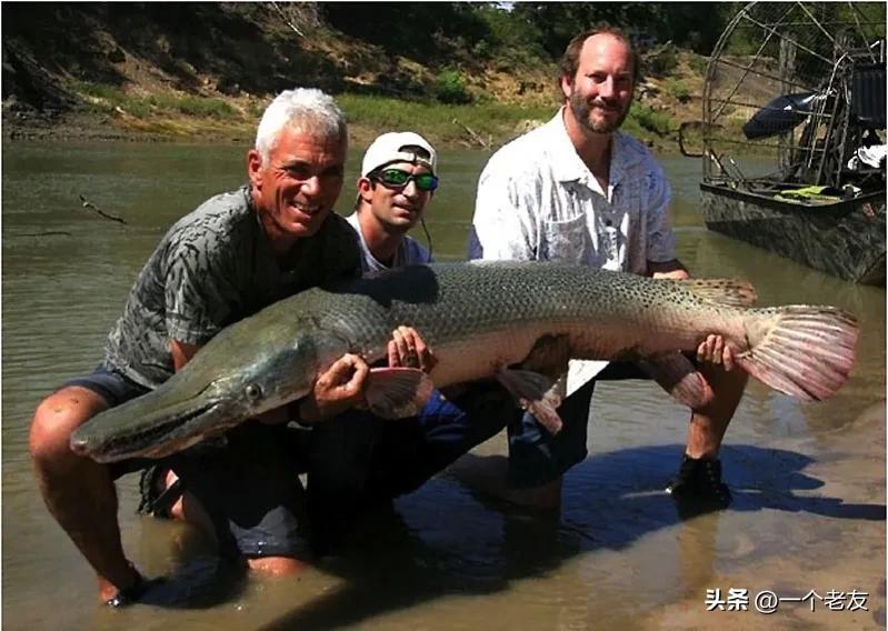 "Strange fish" found in the park, they want to drain the lake to catch ...