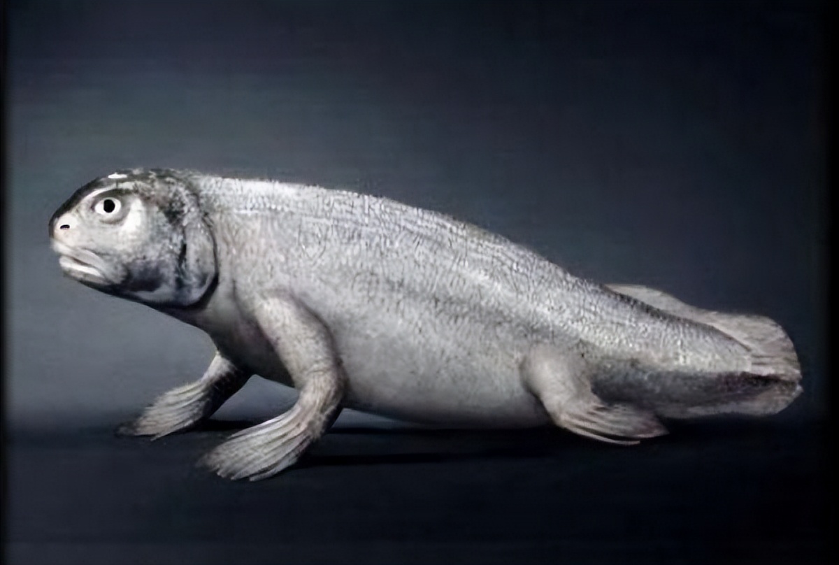 Picture of the evolution process from fish to man, fish-Tiktaalik ...