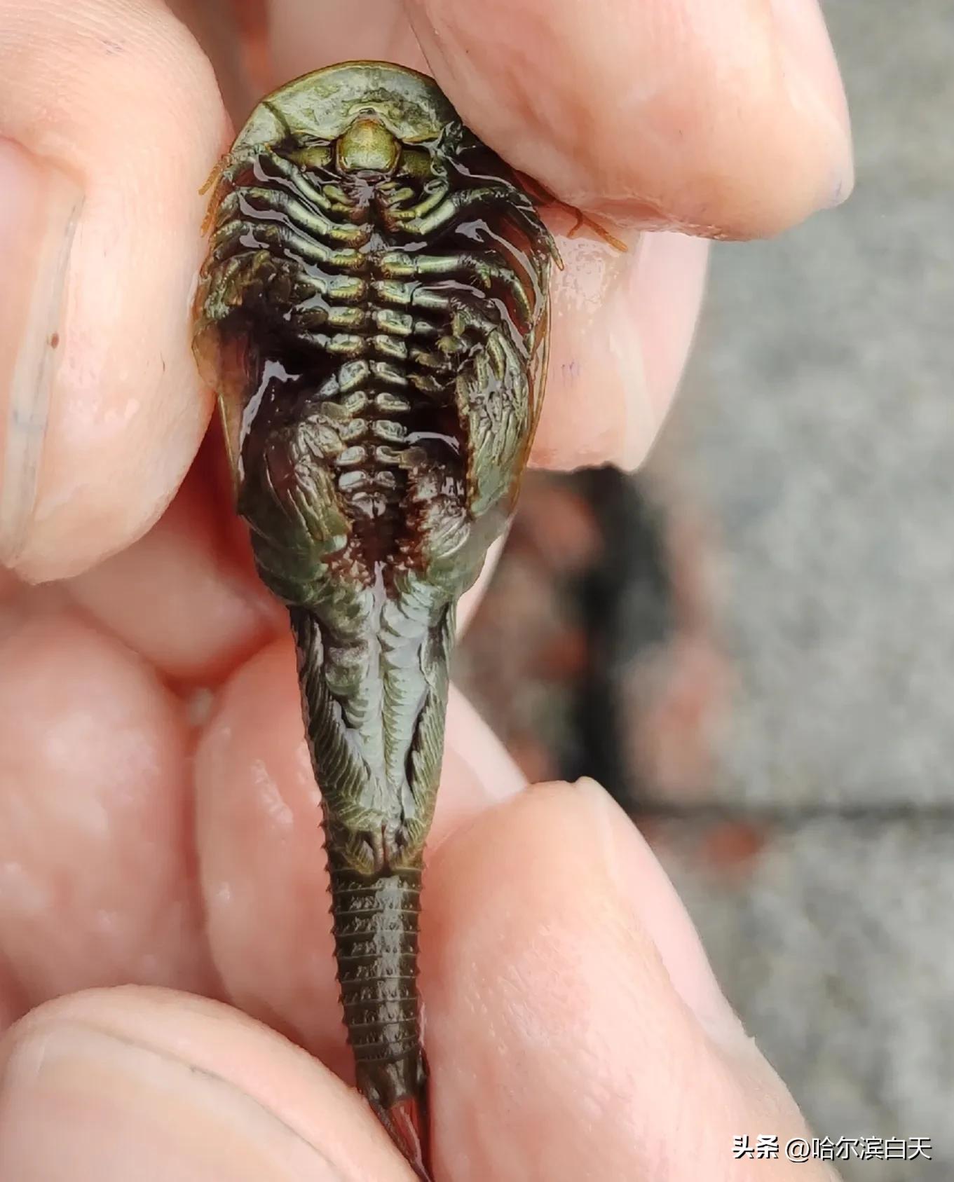 Three-eyed dinosaur shrimp in Pine Creek Park - iNEWS