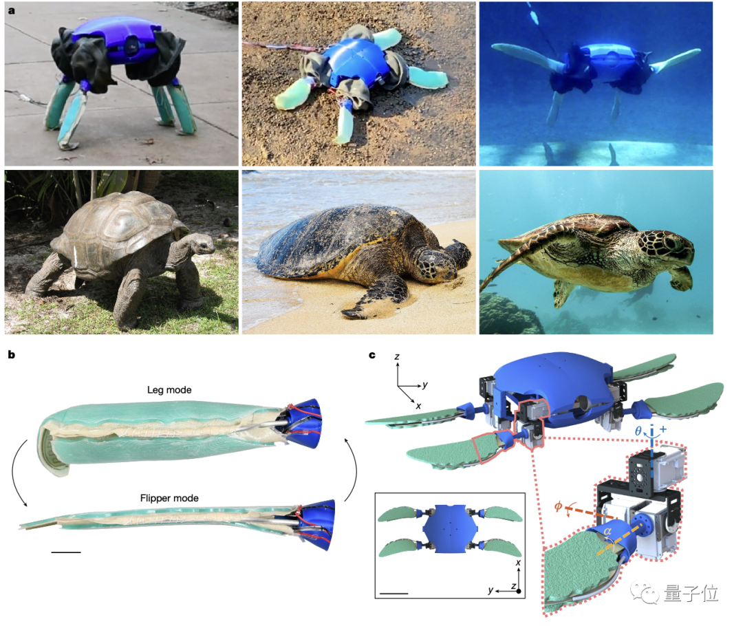 The "mermaid" robot on the cover of Nature: its limbs turn into ...