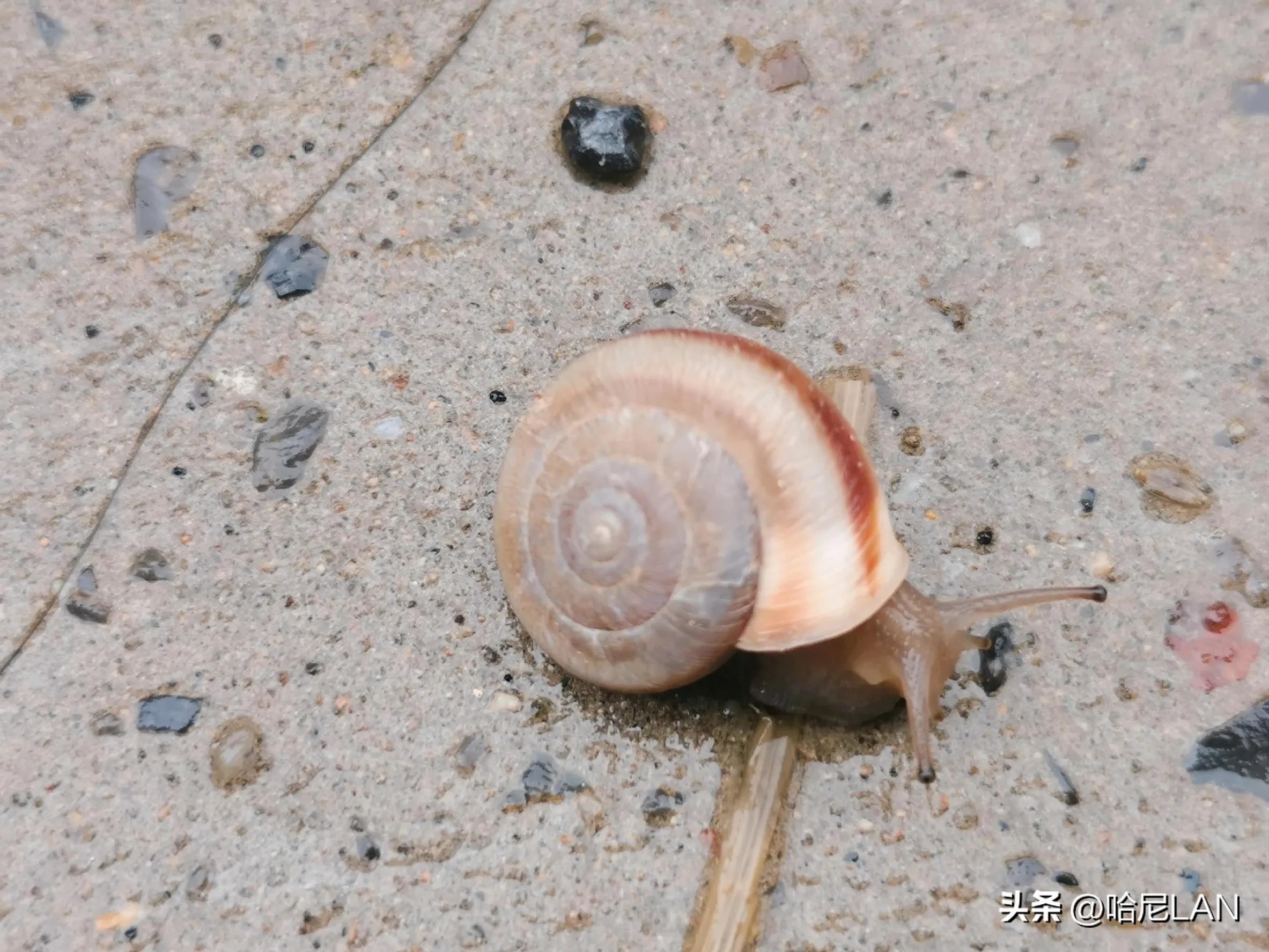 The snail after Du Su Rui - iNEWS
