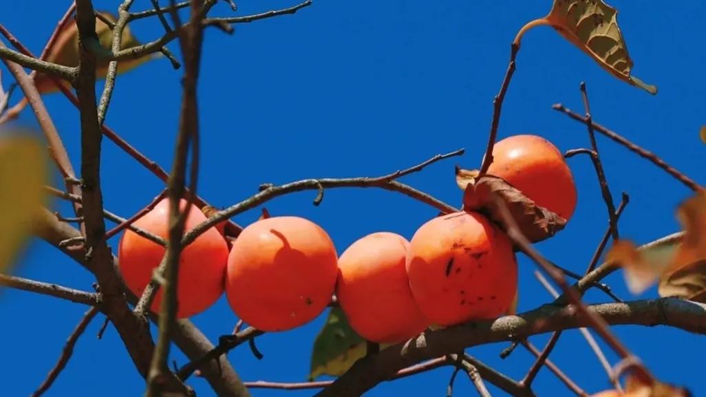 Twenty beautiful poems about persimmons are shared with you! - iNEWS