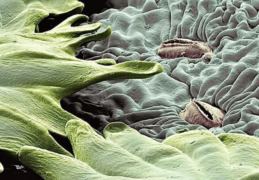Incredible!16 rare pictures taken under the microscope - iNEWS