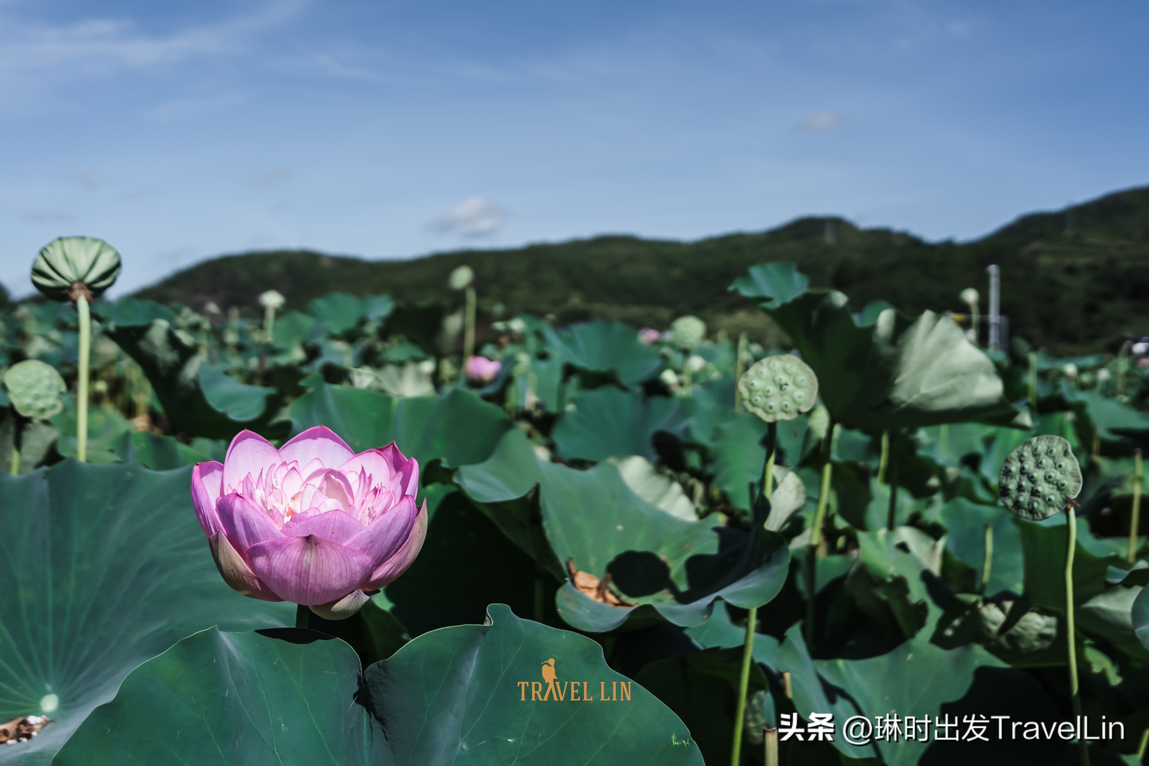 The idyllic scenery of the most beautiful lotus town in China: Dashe ...