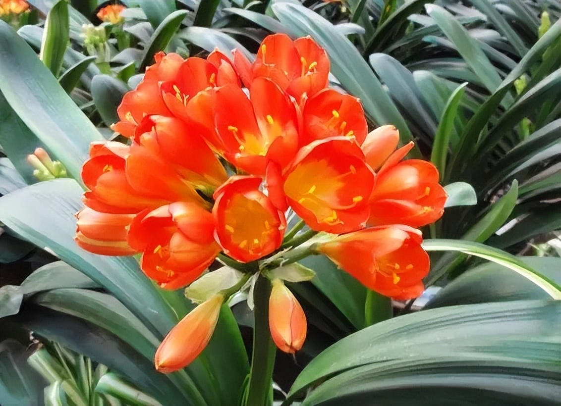 How to raise Clivia to grow well and strong leaves Pay attention to ...